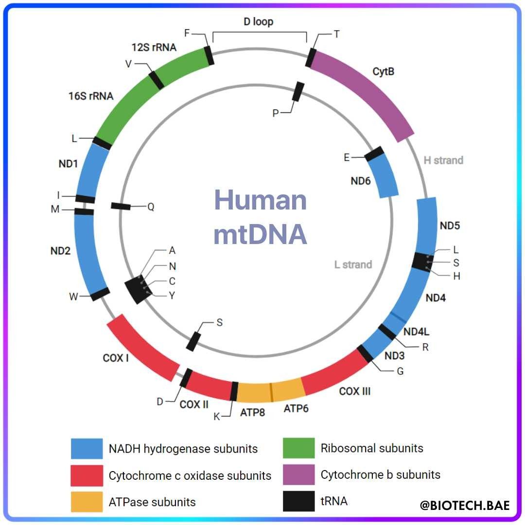 Dewmi Meegalla on LinkedIn: #genetics #mitochondria #dna #biotechnology ... Dewmi Meegalla on LinkedIn: #genetics #mitochondria #dna #biotechnology ...
