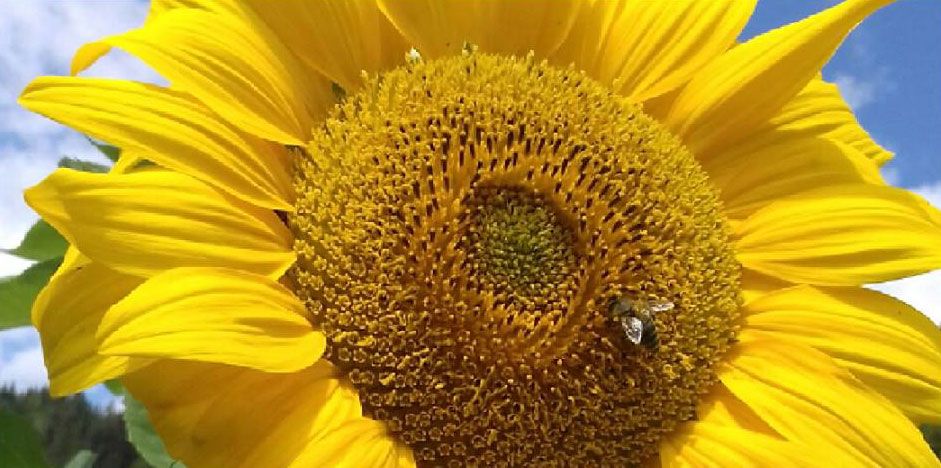 #thebigsunflowerproject #thebigsunflowerproject #sunflower #sunflowers ... #thebigsunflowerproject #thebigsunflowerproject #sunflower #sunflowers ...