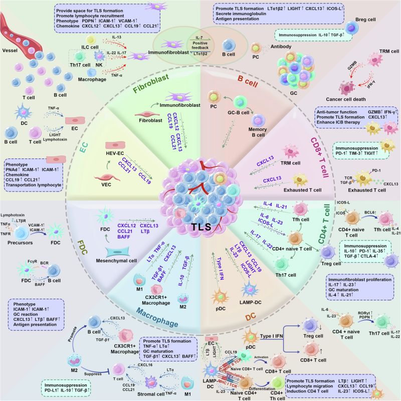Sumeet Pandey, PhD on LinkedIn: #tls #cancer #autoimmunedisease # ... Sumeet Pandey, PhD on LinkedIn: #tls #cancer #autoimmunedisease # ...
