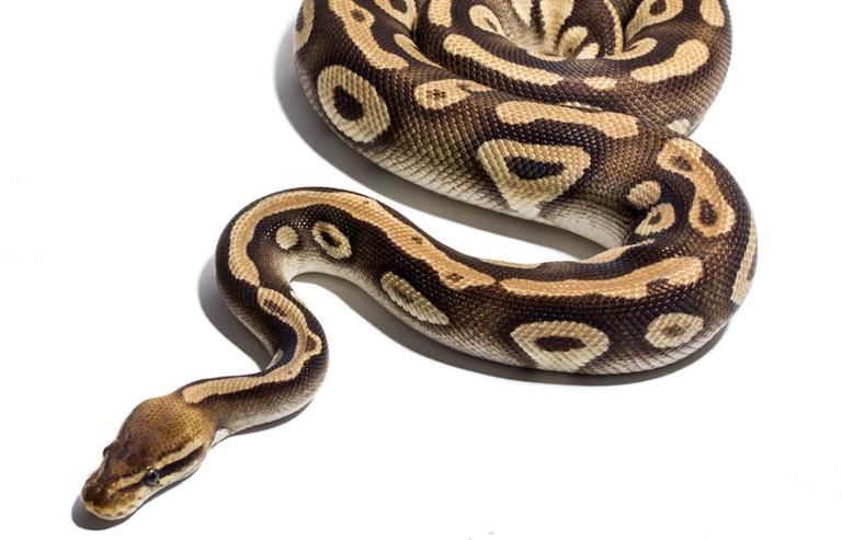 Degisew Mengist on LinkedIn: #python #pythondeveloper #django # ... Degisew Mengist on LinkedIn: #python #pythondeveloper #django # ...