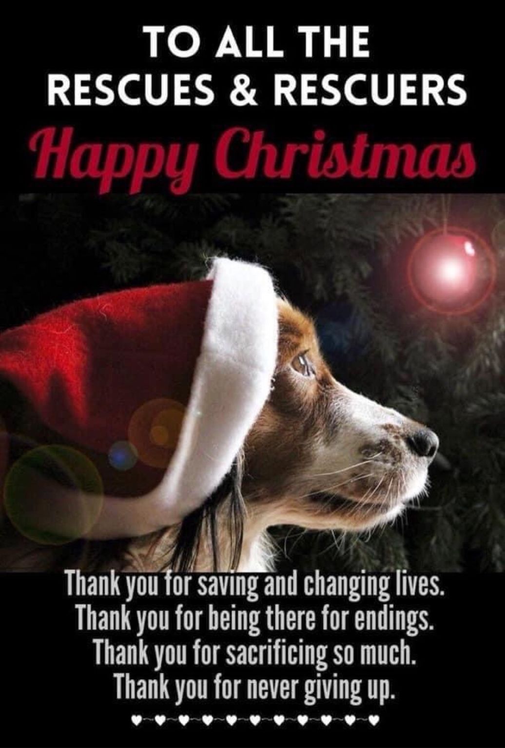 dominic dyer on LinkedIn: #dogs dominic dyer on LinkedIn: #dogs