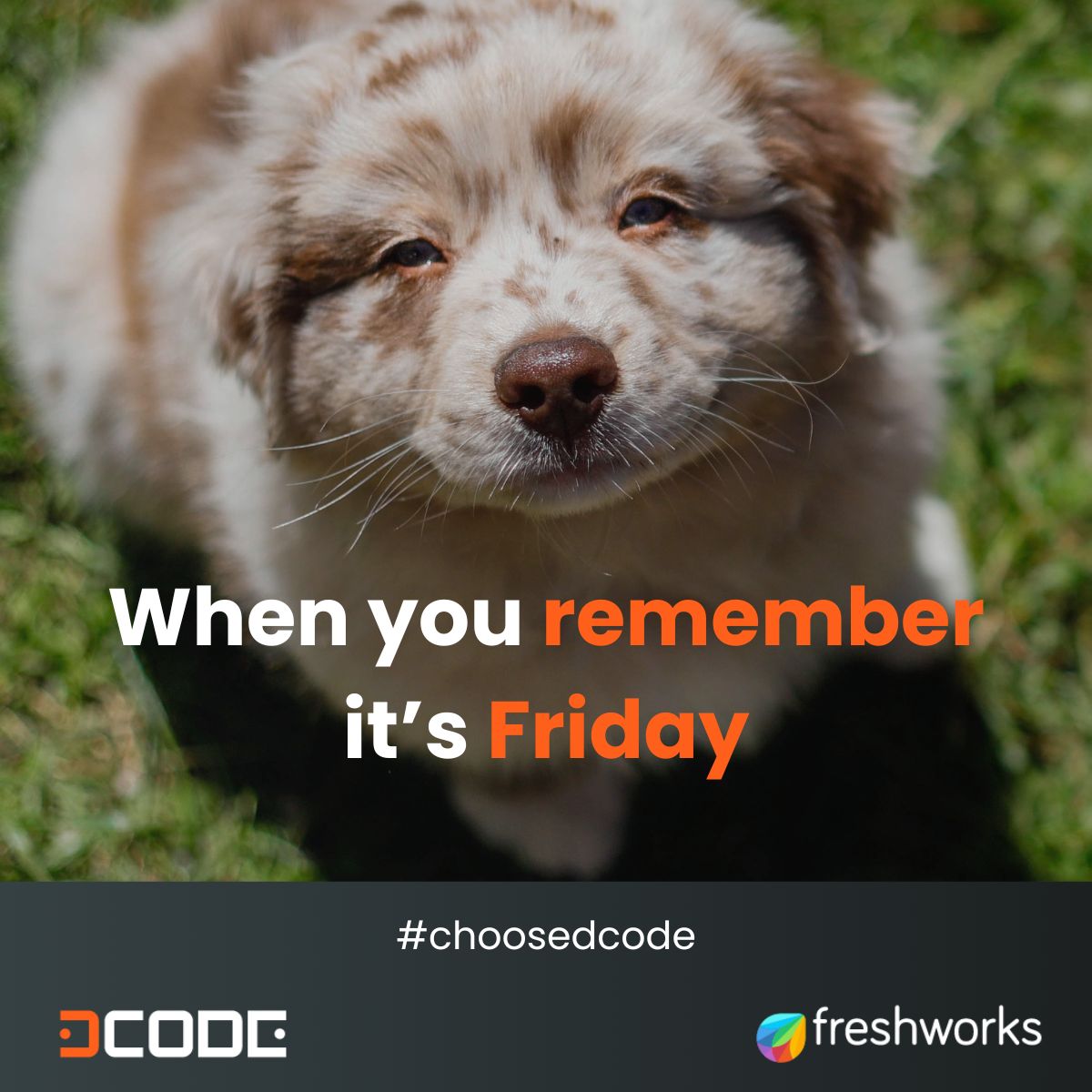 DCode Global on LinkedIn: #choosedcode #weekend #happypuppy DCode Global on LinkedIn: #choosedcode #weekend #happypuppy