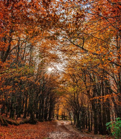 Liz Ferris PFP, PFP-Dipp on LinkedIn: #ireland #colour #tourismireland Liz Ferris PFP, PFP-Dipp on LinkedIn: #ireland #colour #tourismireland