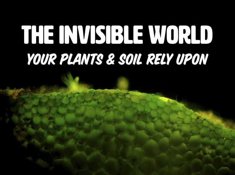 Matt Powers on LinkedIn: #soil #microscopy #savesoil #soilfoodweb Matt Powers on LinkedIn: #soil #microscopy #savesoil #soilfoodweb