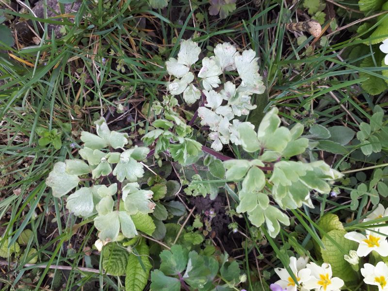 Eidg. Forschungsanstalt WSL auf LinkedIn: SwissFungi, das an der WSL ... Eidg. Forschungsanstalt WSL auf LinkedIn: SwissFungi, das an der WSL ...