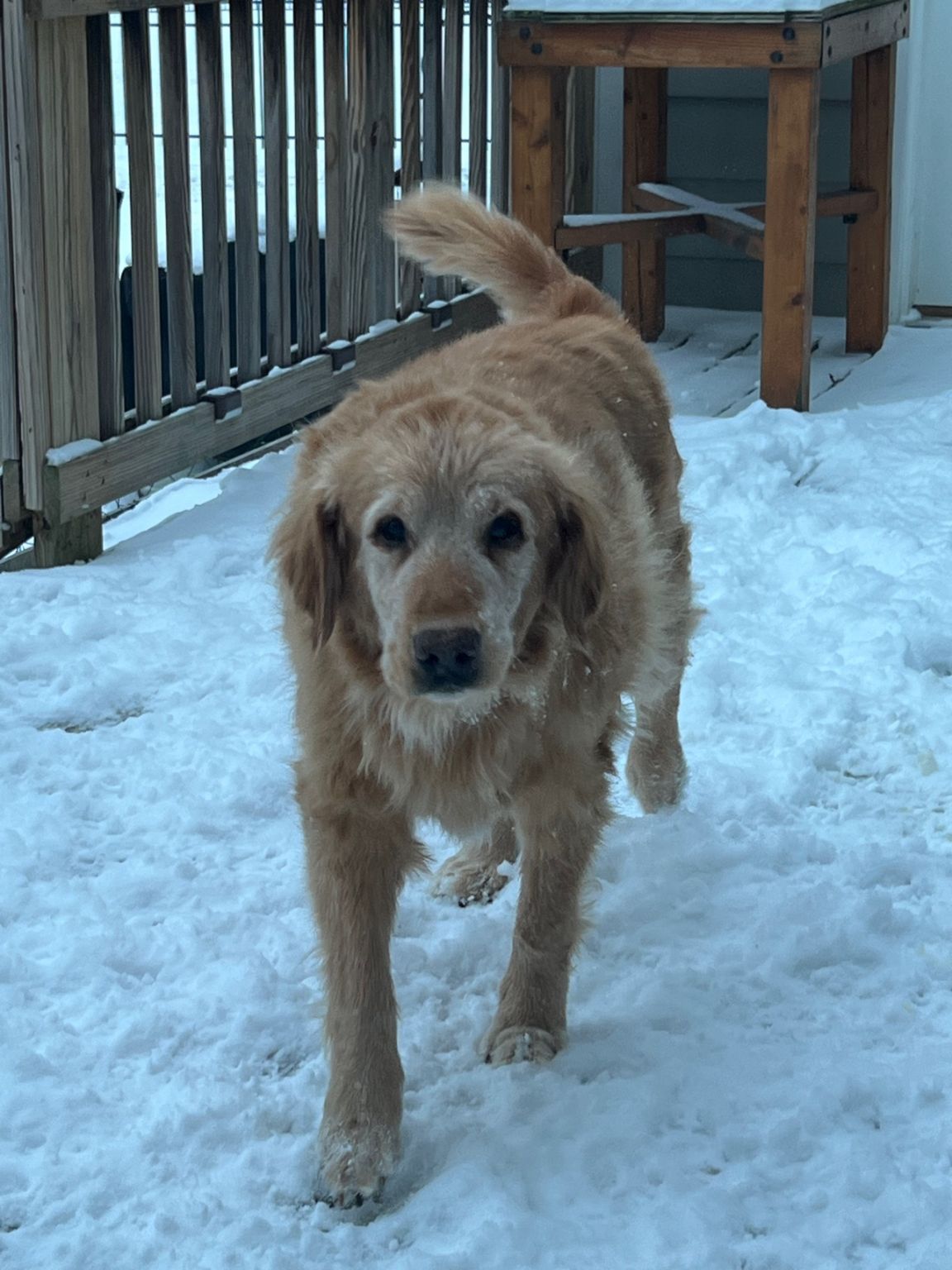 Just because you work from home doesn’t mean you can’t celebrate snow ... Just because you work from home doesn’t mean you can’t celebrate snow ...