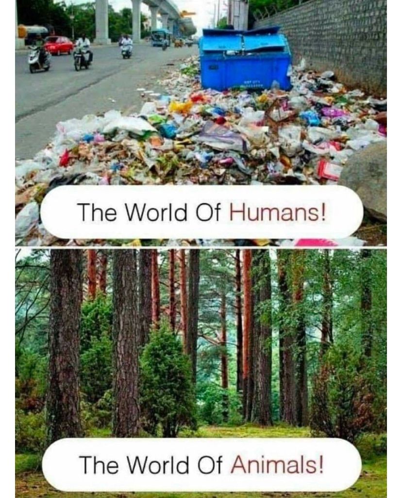 Ritu Singla on LinkedIn: One world is filled with towering trees, clean ... Ritu Singla on LinkedIn: One world is filled with towering trees, clean ...