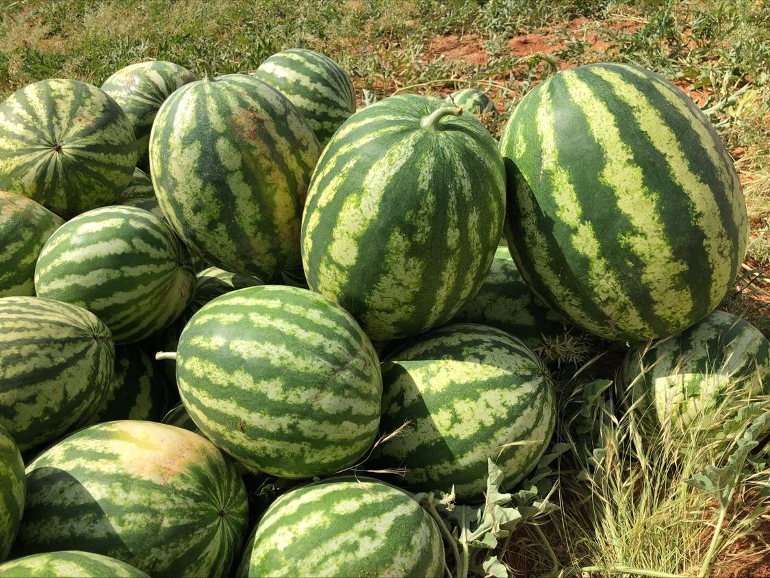 Tariq Yahya Ismail on LinkedIn: Those melons look fantastic! Tariq Yahya Ismail on LinkedIn: Those melons look fantastic!