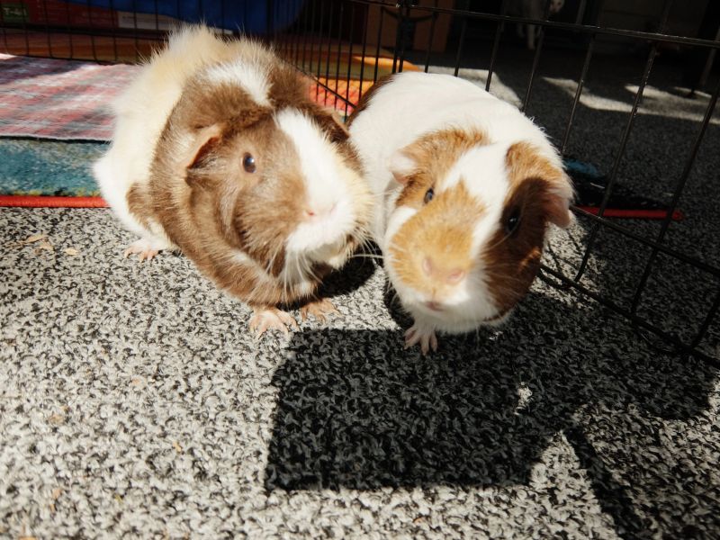 Christopher-Lee Santos on LinkedIn: Breaking News: The piggies say Good ... Christopher-Lee Santos on LinkedIn: Breaking News: The piggies say Good ...