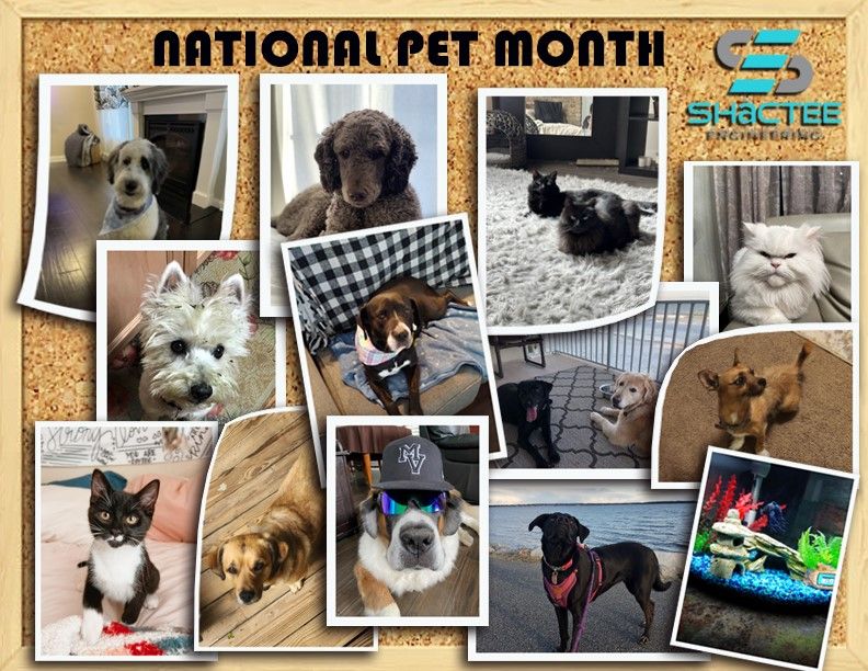 Shactee Engineering on LinkedIn: #nationalpetmonth Shactee Engineering on LinkedIn: #nationalpetmonth
