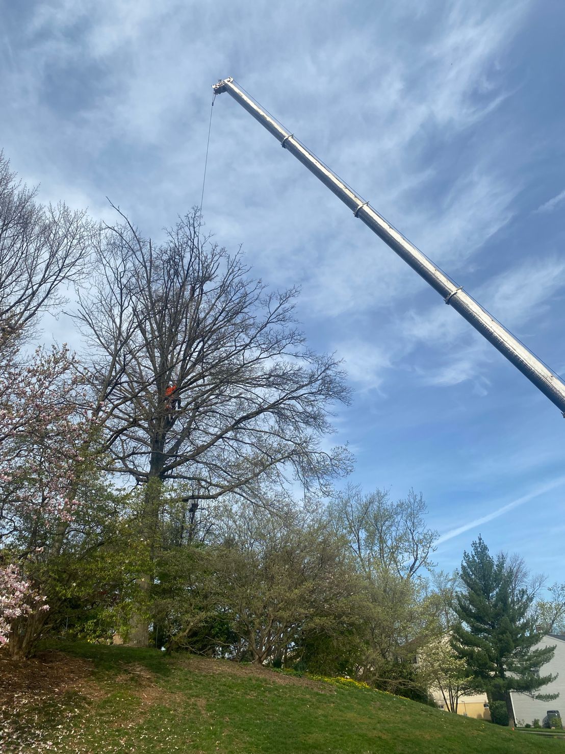 Removed a dead Pin oak this morning. 2 hours. King of Prussia, PA ... Removed a dead Pin oak this morning. 2 hours. King of Prussia, PA ...