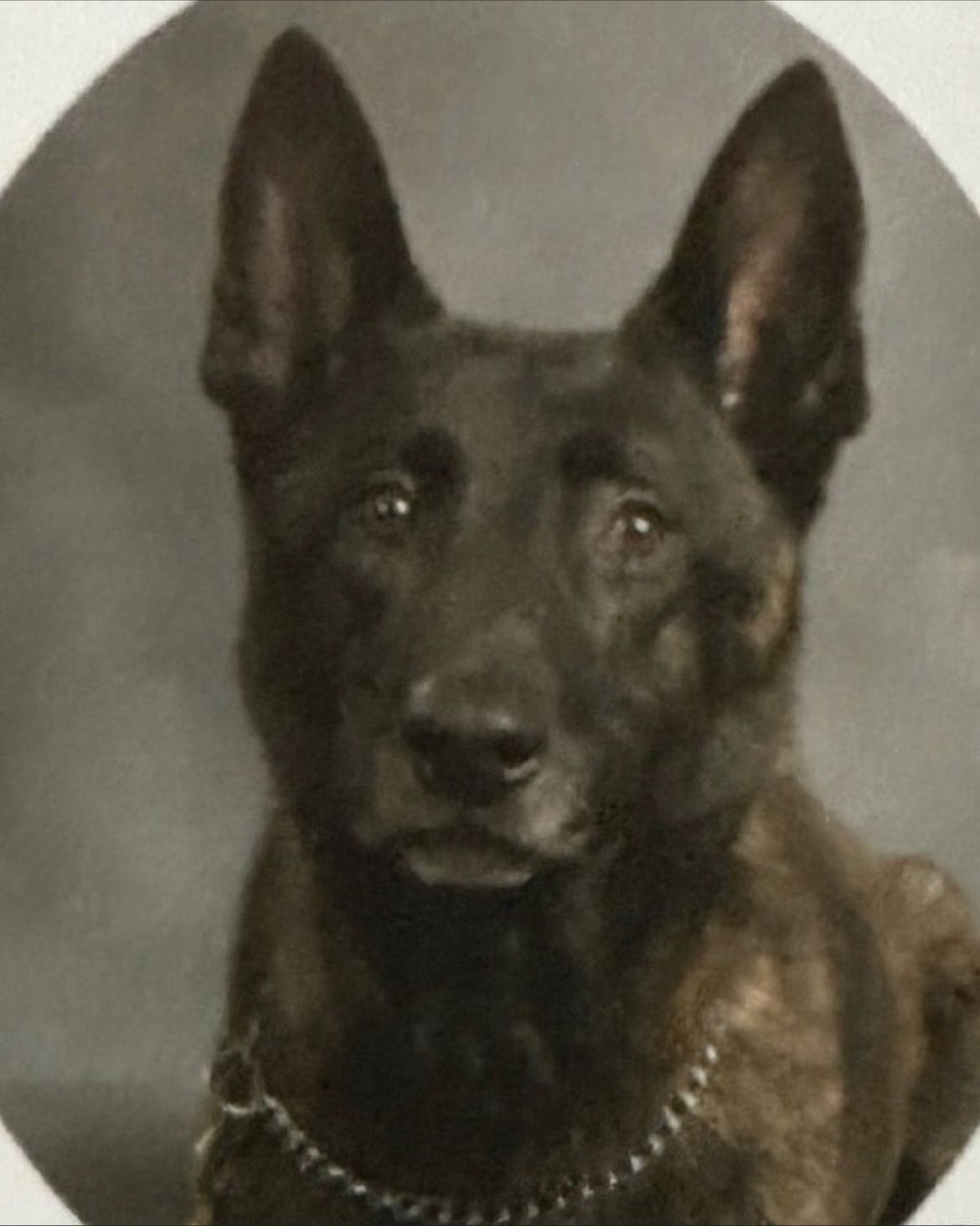 Rest In Peace good boy | Philip Ayles Rest In Peace good boy | Philip Ayles