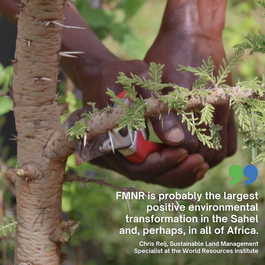Global EverGreening Alliance on LinkedIn: #fmnr #greenuptocooldown # ... Global EverGreening Alliance on LinkedIn: #fmnr #greenuptocooldown # ...