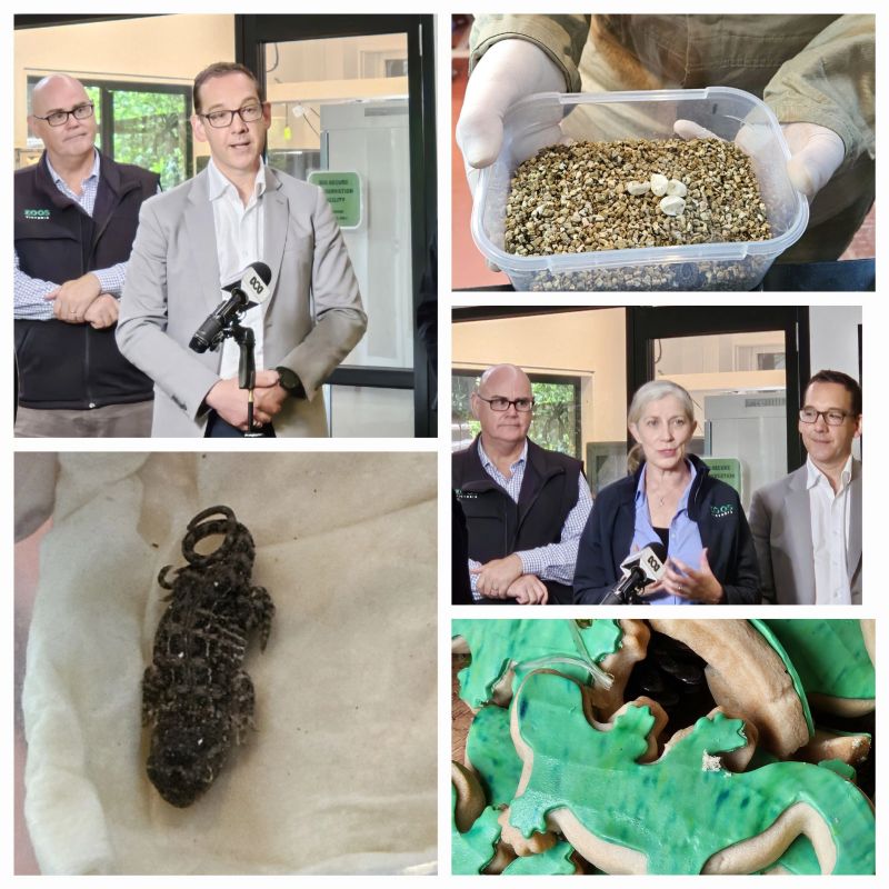 Dr. Teresa De Fazio OAM (MAICD) on LinkedIn: #dragon # ... Dr. Teresa De Fazio OAM (MAICD) on LinkedIn: #dragon # ...