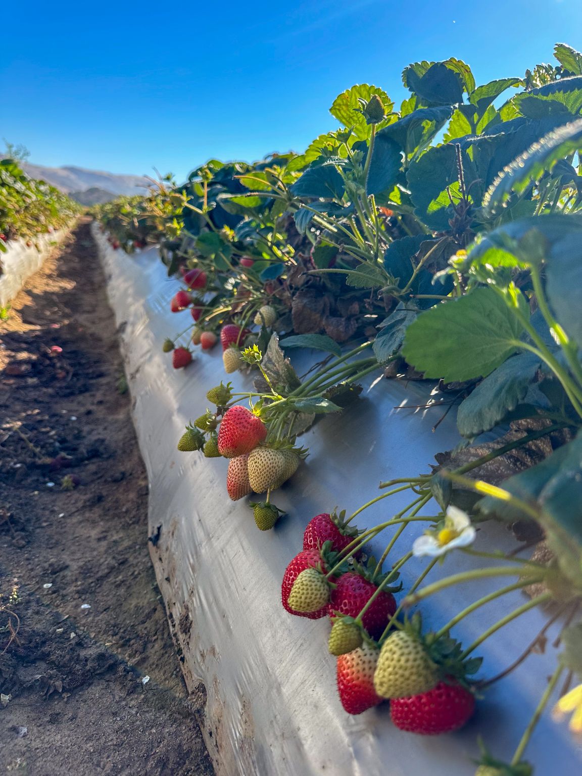 Redox Bio-Nutrients on LinkedIn: Less really is more with Redox Bio ... Redox Bio-Nutrients on LinkedIn: Less really is more with Redox Bio ...