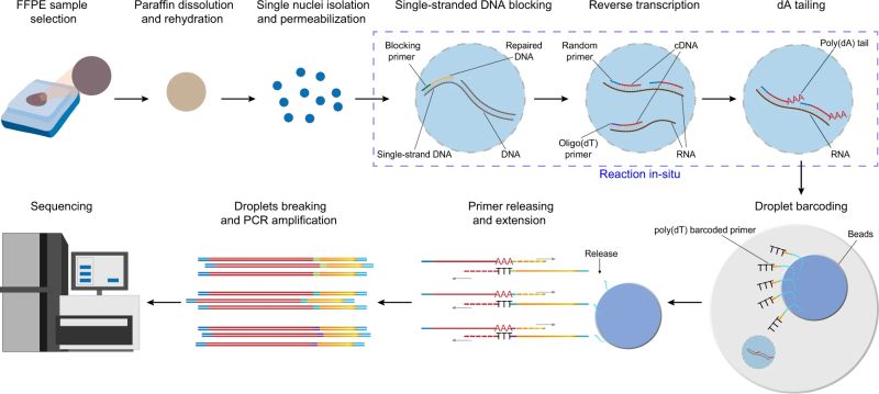 #ffpe #singlecellrnaseq #snrandomseq #researchbreakthrough… | Sumeet ... #ffpe #singlecellrnaseq #snrandomseq #researchbreakthrough… | Sumeet ...