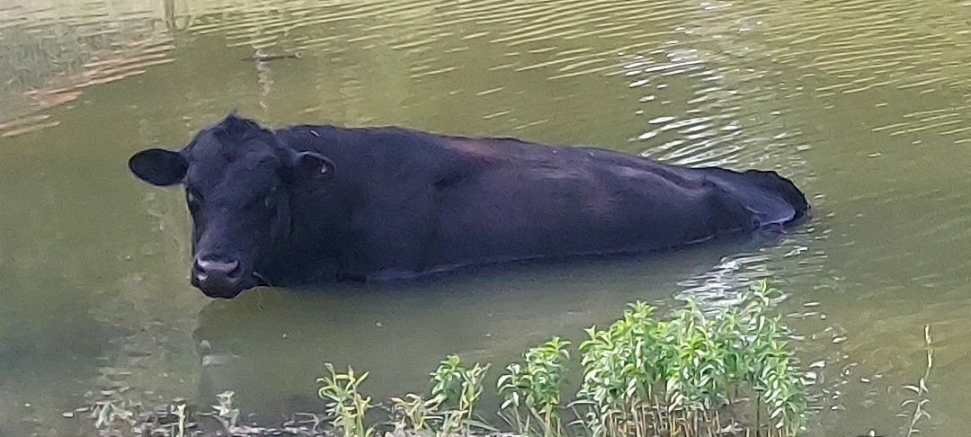 Clint Chapman on LinkedIn: BEWARE OF TEXAS HIPPOS!! The heat brings ... Clint Chapman on LinkedIn: BEWARE OF TEXAS HIPPOS!! The heat brings ...