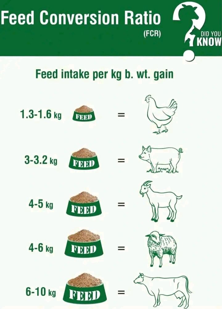Mutaleeb Atanda on LinkedIn: Feed Conversion Ratio (FCR) FCR is a ... Mutaleeb Atanda on LinkedIn: Feed Conversion Ratio (FCR) FCR is a ...