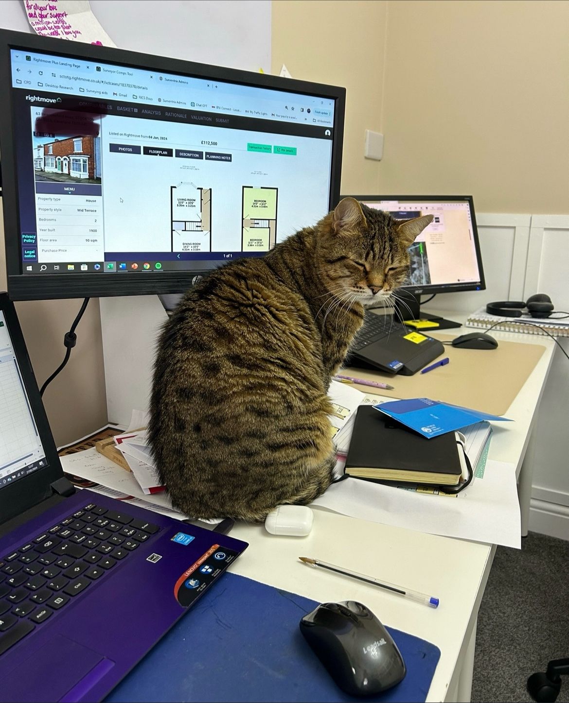Gary Graham AssocRICS on LinkedIn: Introducing my new auditor: Joey 😺 ... Gary Graham AssocRICS on LinkedIn: Introducing my new auditor: Joey 😺 ...