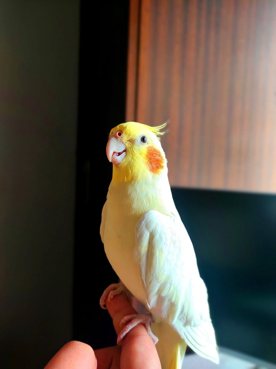 Ajeet Singh Raina on LinkedIn: Why does the PetClinic app need ... Ajeet Singh Raina on LinkedIn: Why does the PetClinic app need ...