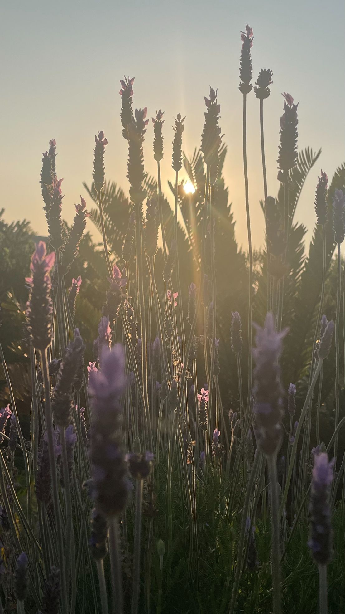 Simone Berger (PCC ICF) on LinkedIn: #flow #worklifebalance #productivity Simone Berger (PCC ICF) on LinkedIn: #flow #worklifebalance #productivity