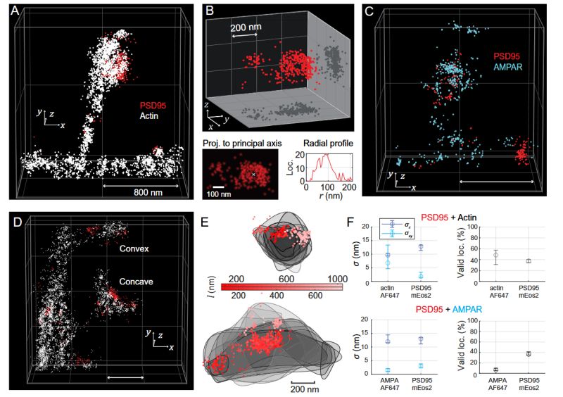 Volodymyr Nechyporuk-Zloy on LinkedIn: MINFLUX fluorescence nanoscopy ... Volodymyr Nechyporuk-Zloy on LinkedIn: MINFLUX fluorescence nanoscopy ...