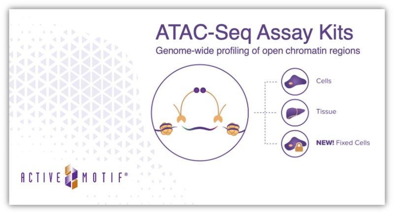 Active Motif on LinkedIn: #atacseq #tissues #dna #epigenetics #sfn2024 ... Active Motif on LinkedIn: #atacseq #tissues #dna #epigenetics #sfn2024 ...