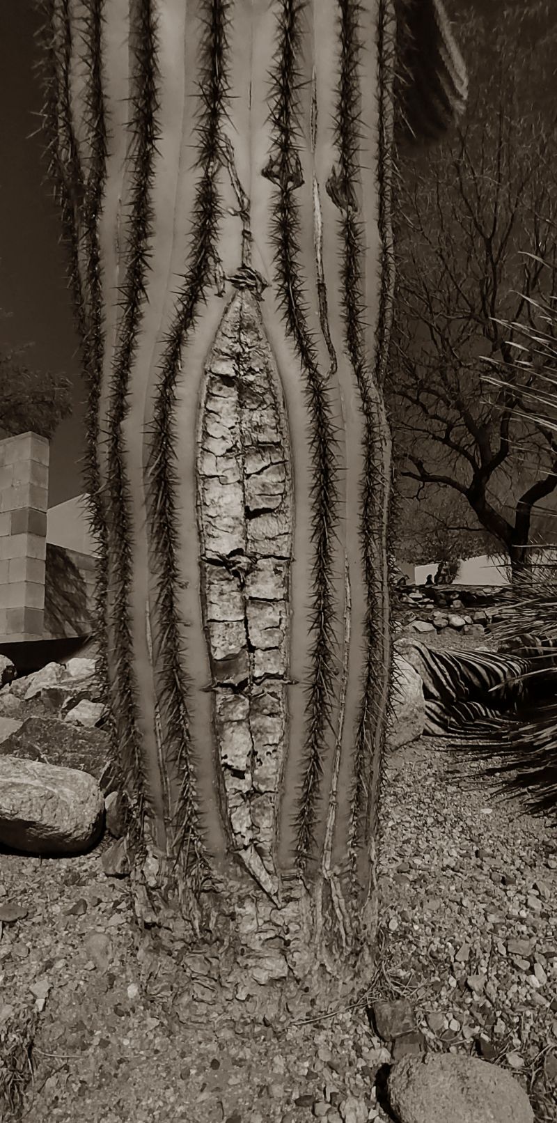 Archy LaSalle on LinkedIn: THEN AND NOW SERIES- CARNEGIEA GIGANTEA Archy LaSalle on LinkedIn: THEN AND NOW SERIES- CARNEGIEA GIGANTEA