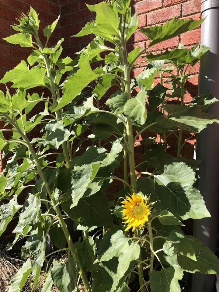 #thebigsunflowerproject #sunflower #sunflowers #growasunflower… | The ... #thebigsunflowerproject #sunflower #sunflowers #growasunflower… | The ...