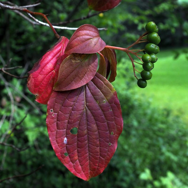 Dr Andrew MacLean Pagon MD PhD on LinkedIn: Common or bloody dogwood ... Dr Andrew MacLean Pagon MD PhD on LinkedIn: Common or bloody dogwood ...