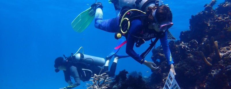 UN Environment Programme on LinkedIn: Women lead marine restoration ... UN Environment Programme on LinkedIn: Women lead marine restoration ...