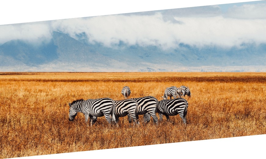 Migration of a database to PostgreSQL - Zebanza | Zebanza Migration of a database to PostgreSQL - Zebanza | Zebanza