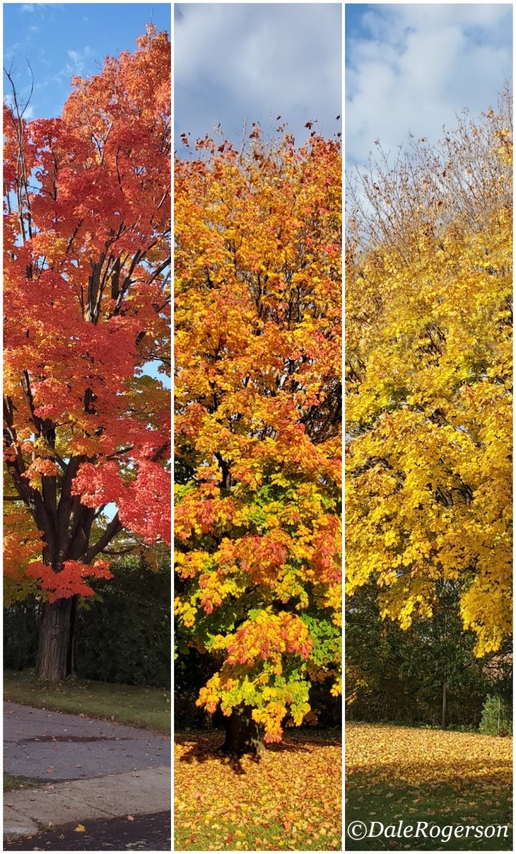 Dale Rogerson on LinkedIn: Walktober 2022 – Parc de la Freyère Dale Rogerson on LinkedIn: Walktober 2022 – Parc de la Freyère