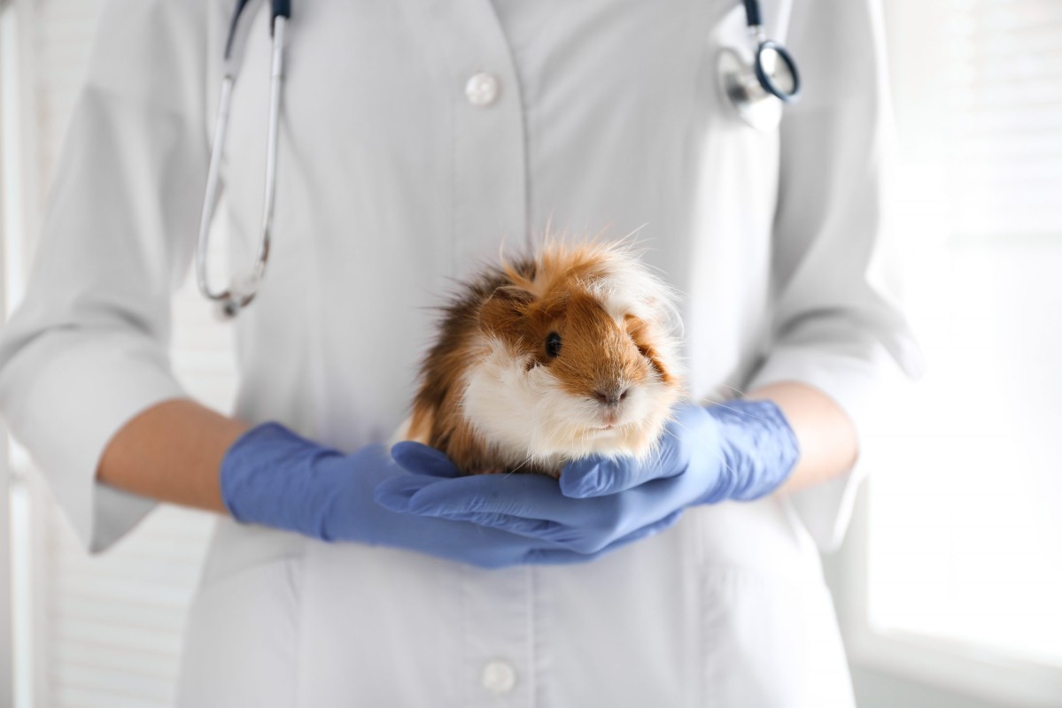 The U.S. congress FDA Modernization Act 2.0 adoption caused a stir ... The U.S. congress FDA Modernization Act 2.0 adoption caused a stir ...