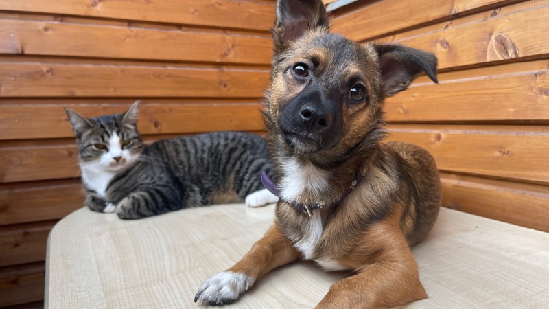Quantification of life expectancy in dogs and cats | Banfield Exchange ... Quantification of life expectancy in dogs and cats | Banfield Exchange ...