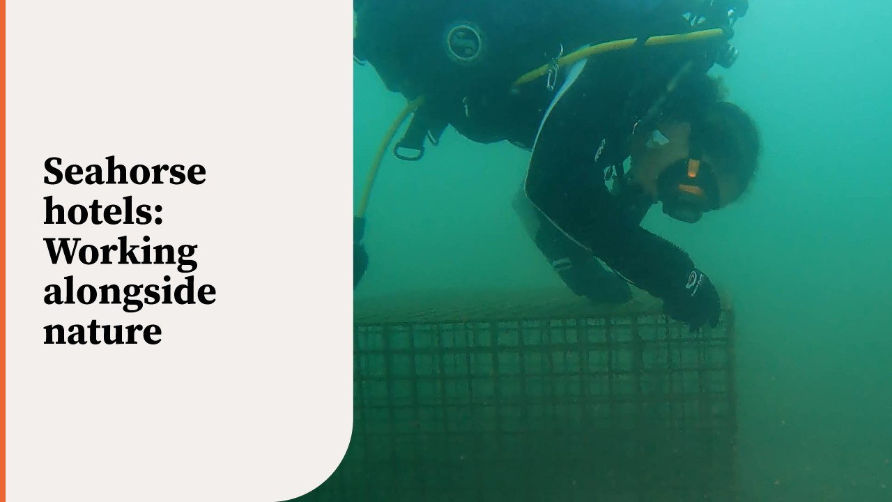 Stantec on LinkedIn: Seahorse hotels: Working alongside nature Stantec on LinkedIn: Seahorse hotels: Working alongside nature