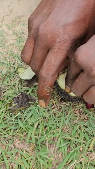 Manish Anand on LinkedIn: #makhana #farming #cultivation #agriculture # ... Manish Anand on LinkedIn: #makhana #farming #cultivation #agriculture # ...