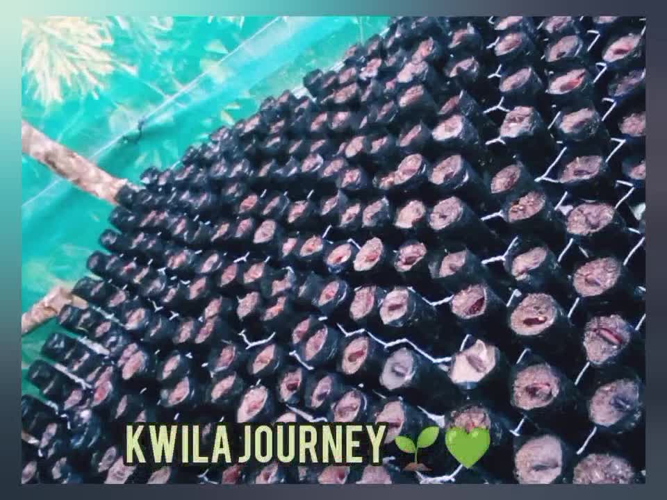 Casia PNG on LinkedIn: The Kwila Journey at Casia PNG Nursery. 🎞️🌱 ... Casia PNG on LinkedIn: The Kwila Journey at Casia PNG Nursery. 🎞️🌱 ...