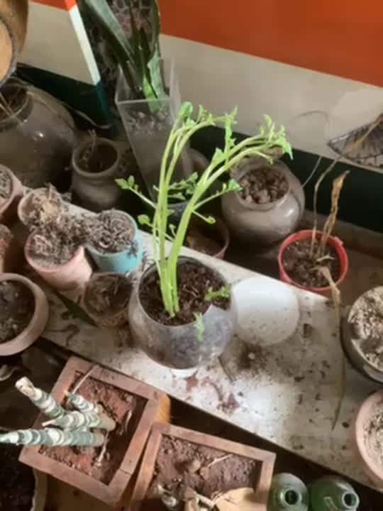 VIJAYKUMAR KATTI on LinkedIn: #biodiversity #sustainability #plants # ... VIJAYKUMAR KATTI on LinkedIn: #biodiversity #sustainability #plants # ...