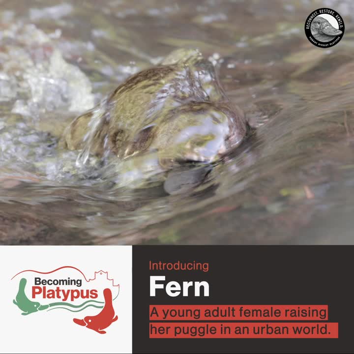 Pete Walsh on LinkedIn: Introducing Fern, one of the four Hobart ... Pete Walsh on LinkedIn: Introducing Fern, one of the four Hobart ...