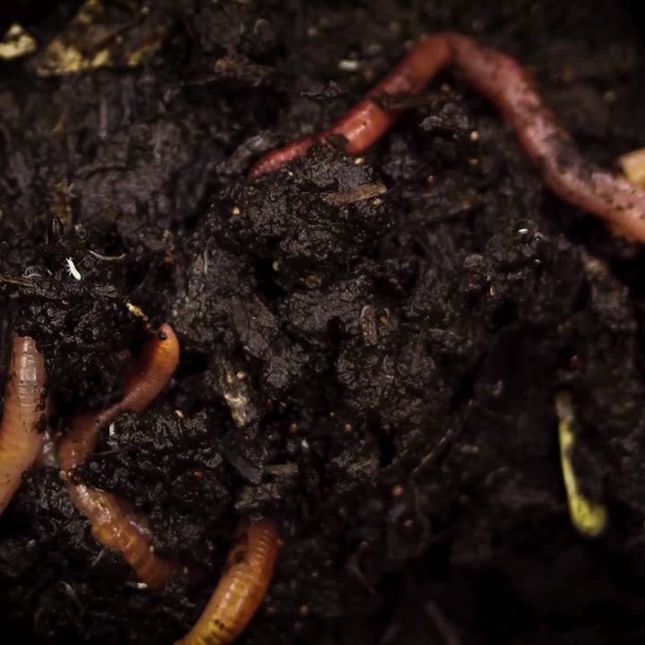 Worms: Tiny Wonders of Soil | Komal Jaiswal posted on the topic | LinkedIn Worms: Tiny Wonders of Soil | Komal Jaiswal posted on the topic | LinkedIn
