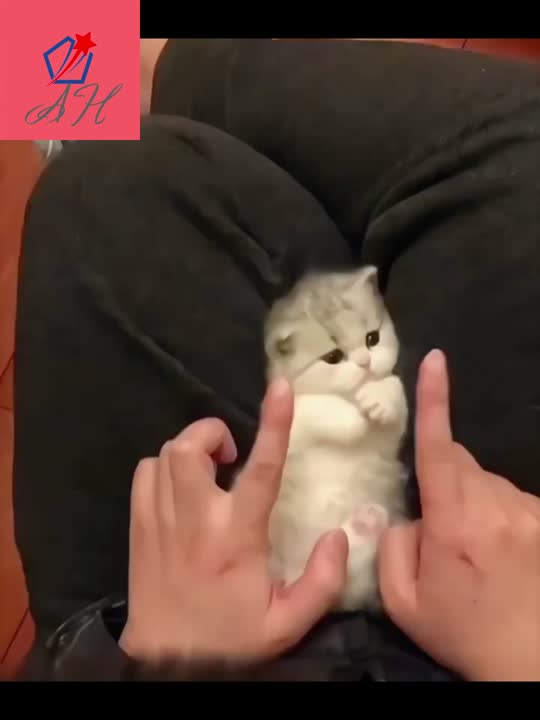 MOHAMMED AFZAL HOSSAIN on LinkedIn: Cute kitten MOHAMMED AFZAL HOSSAIN on LinkedIn: Cute kitten