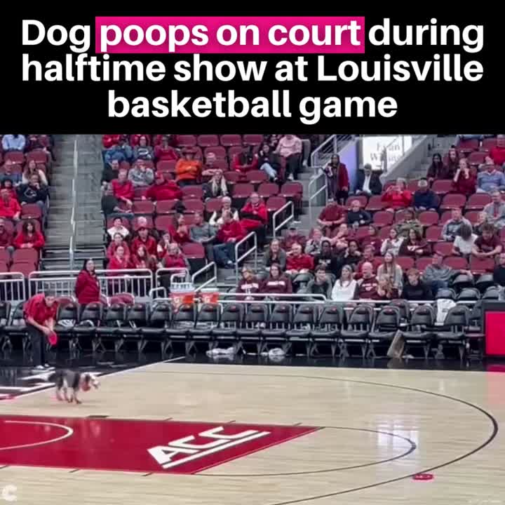 Quinton Shearer on LinkedIn: Dog poops on court during halftime show at ... Quinton Shearer on LinkedIn: Dog poops on court during halftime show at ...