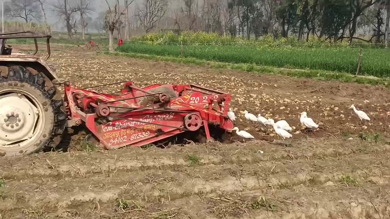 Prince Kumar Singh on LinkedIn: #potatofarming Prince Kumar Singh on LinkedIn: #potatofarming