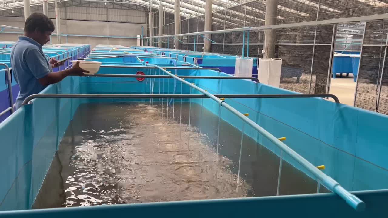 Taslim Mahmood on LinkedIn: Ready to sale all male freshwater prawn ... Taslim Mahmood on LinkedIn: Ready to sale all male freshwater prawn ...