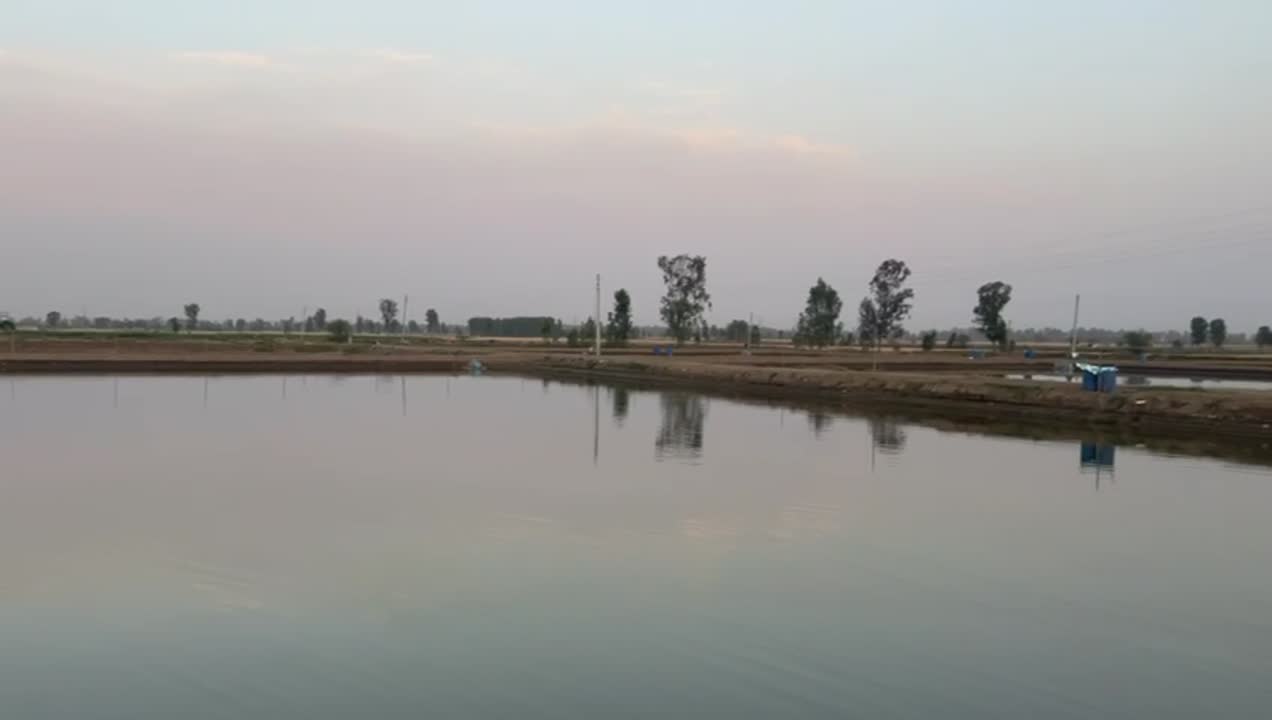 #shrimp | Tarun Chauhan #shrimp | Tarun Chauhan