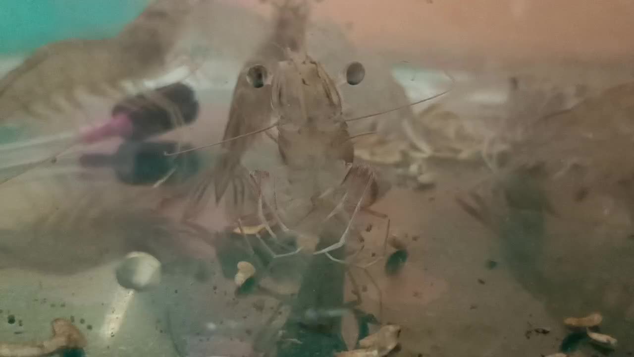 L.vennamei shrimp eating BSF fly larvae,4-5 th instars in R&D unit .it ... L.vennamei shrimp eating BSF fly larvae,4-5 th instars in R&D unit .it ...