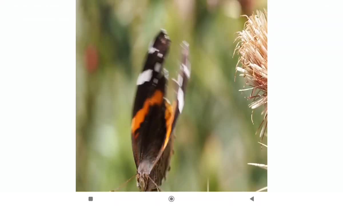 #flutter #flutterdeveloper #fluttercommunity | Rishad N #flutter #flutterdeveloper #fluttercommunity | Rishad N