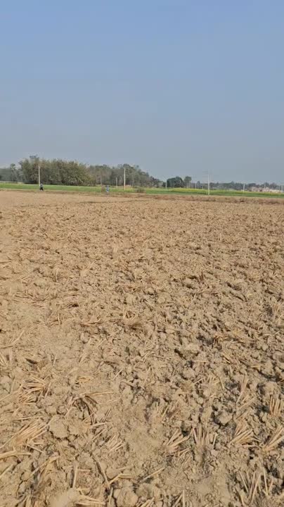 #makhanafarming #valuechain #sustainableagriculture #mithilamakhan ... #makhanafarming #valuechain #sustainableagriculture #mithilamakhan ...
