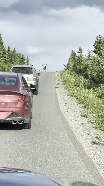 Sorry I’m late. Got stuck in traffic. 😉🦌🗻 View from Denali National ... Sorry I’m late. Got stuck in traffic. 😉🦌🗻 View from Denali National ...
